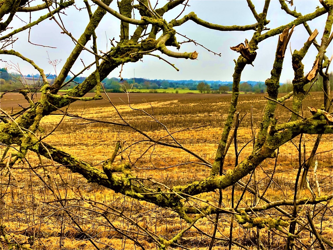 Deben Valley & Rendlesham Walk: Sunday 12th February - Ipswich Outdoor ...